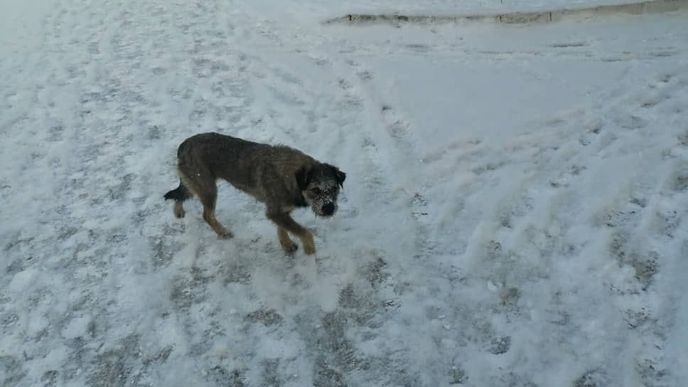 В Псковской области уволили чиновницу за выброс собак на мороз