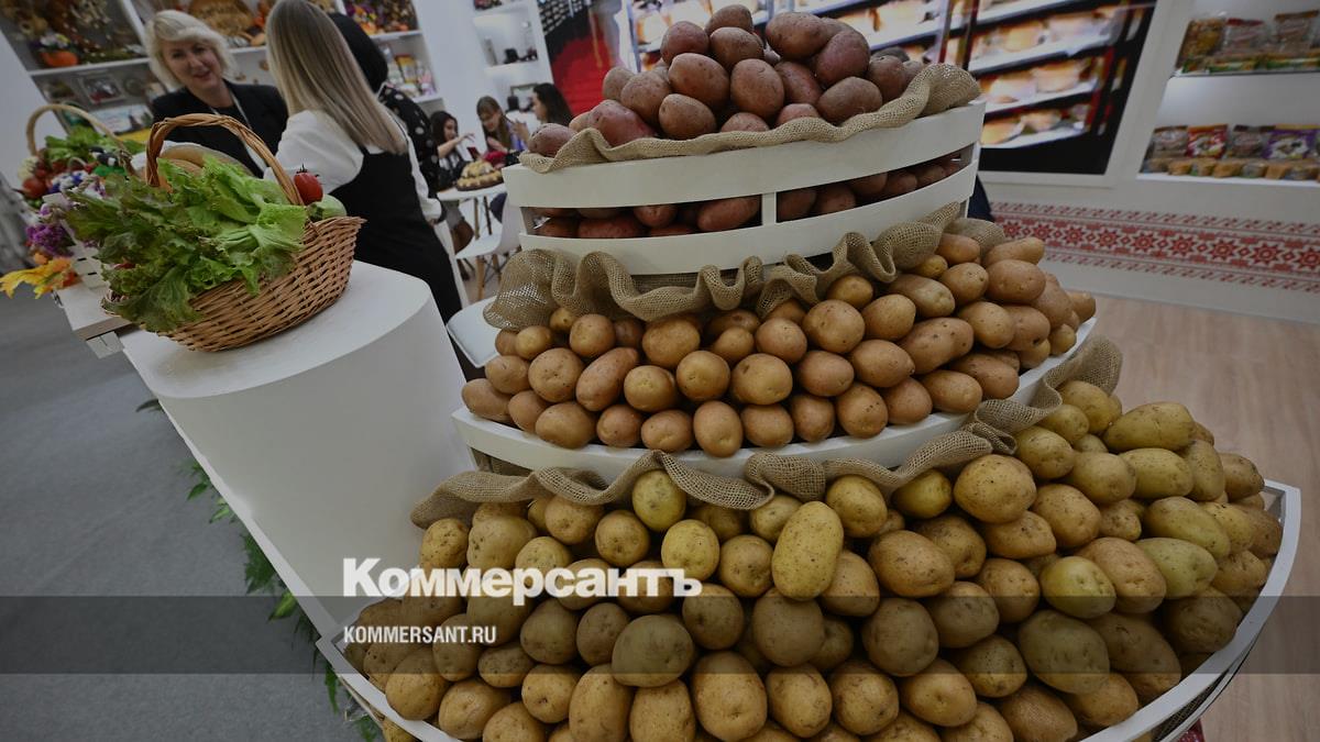 В Ростовской области оптовые цены на картофель могут упасть в два раза ...